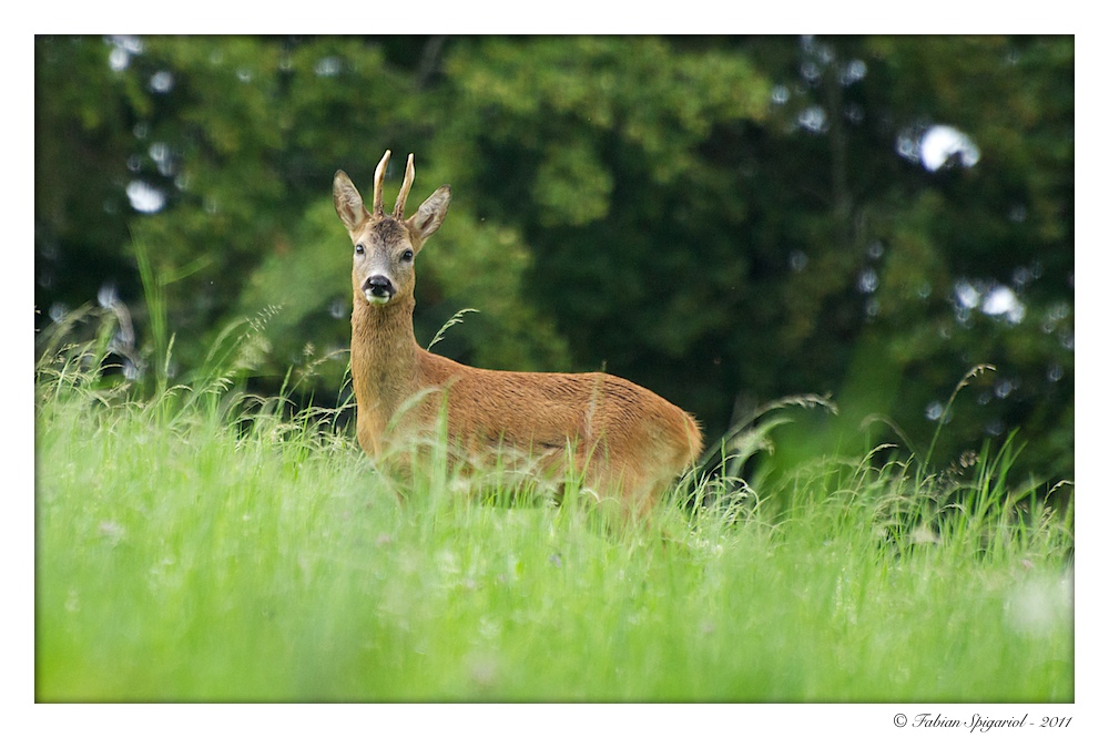Couple de chevreuils (Capreolus capreolus)