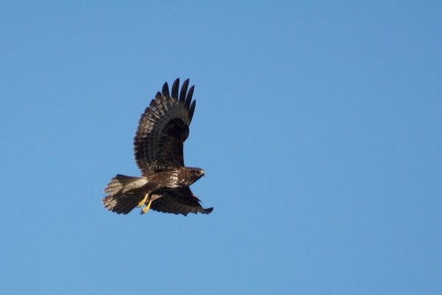 Le vol de la buse variable...