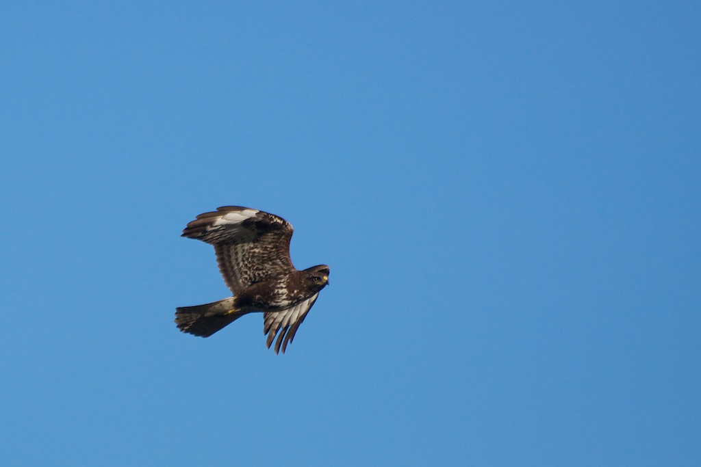 Le vol de la buse variable...