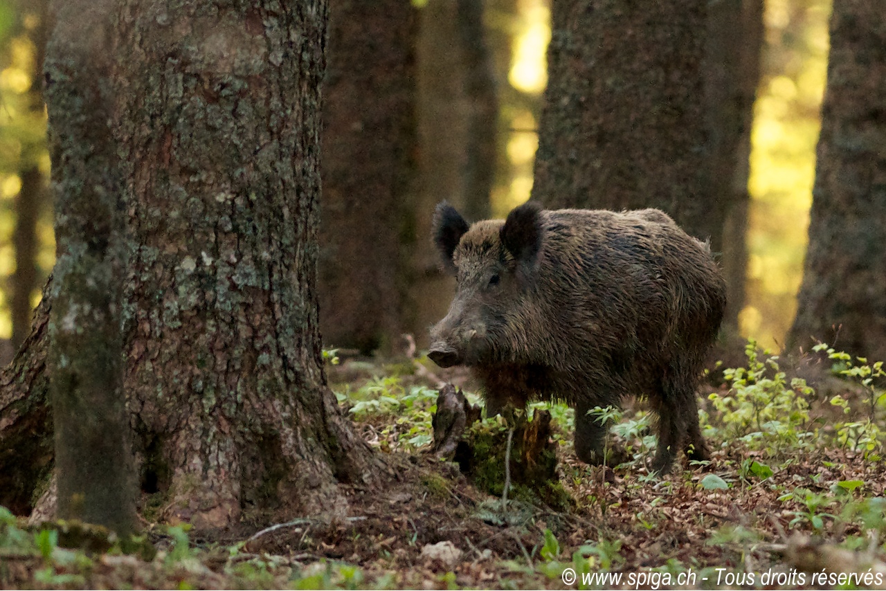 Sanglier matinal... - Spiga.ch - Photographies de nature