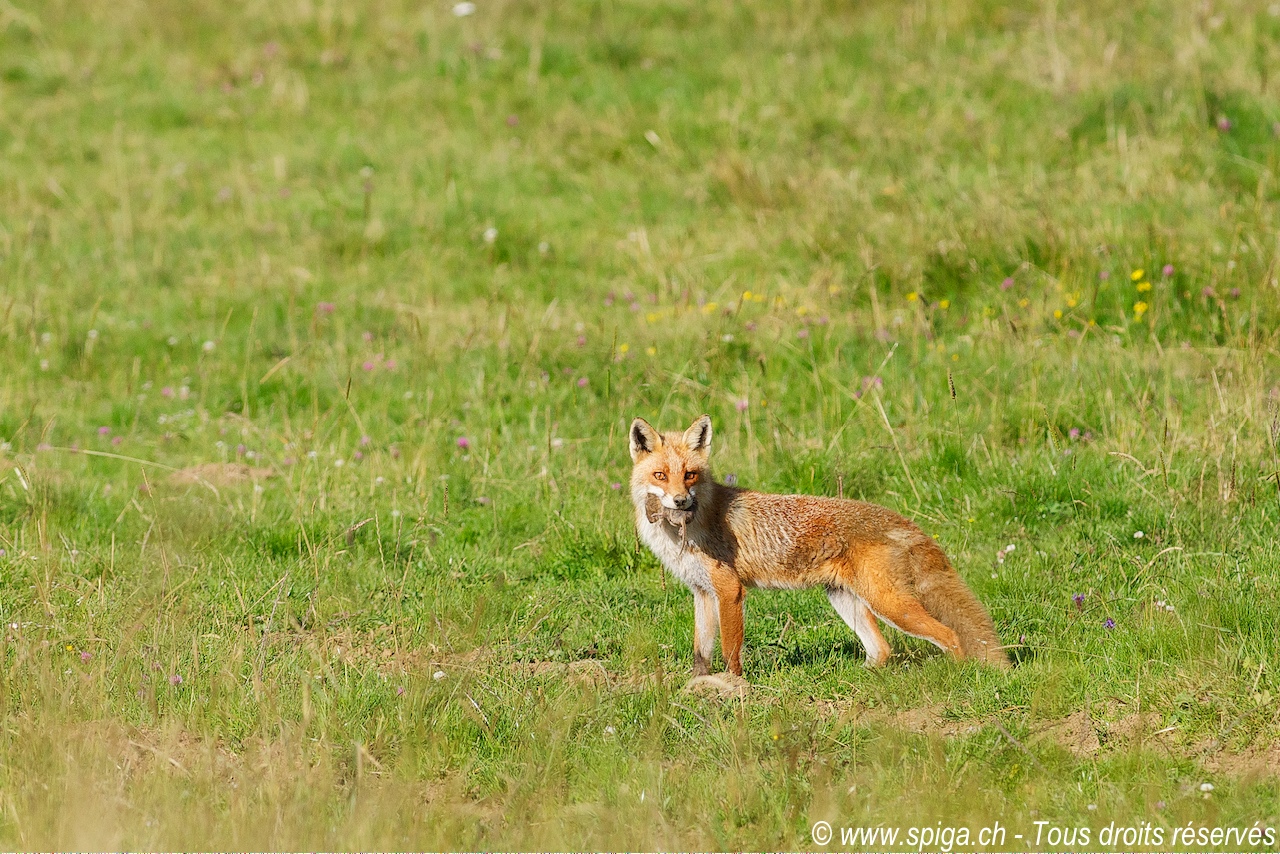 Renard roux au retour de la chasse...