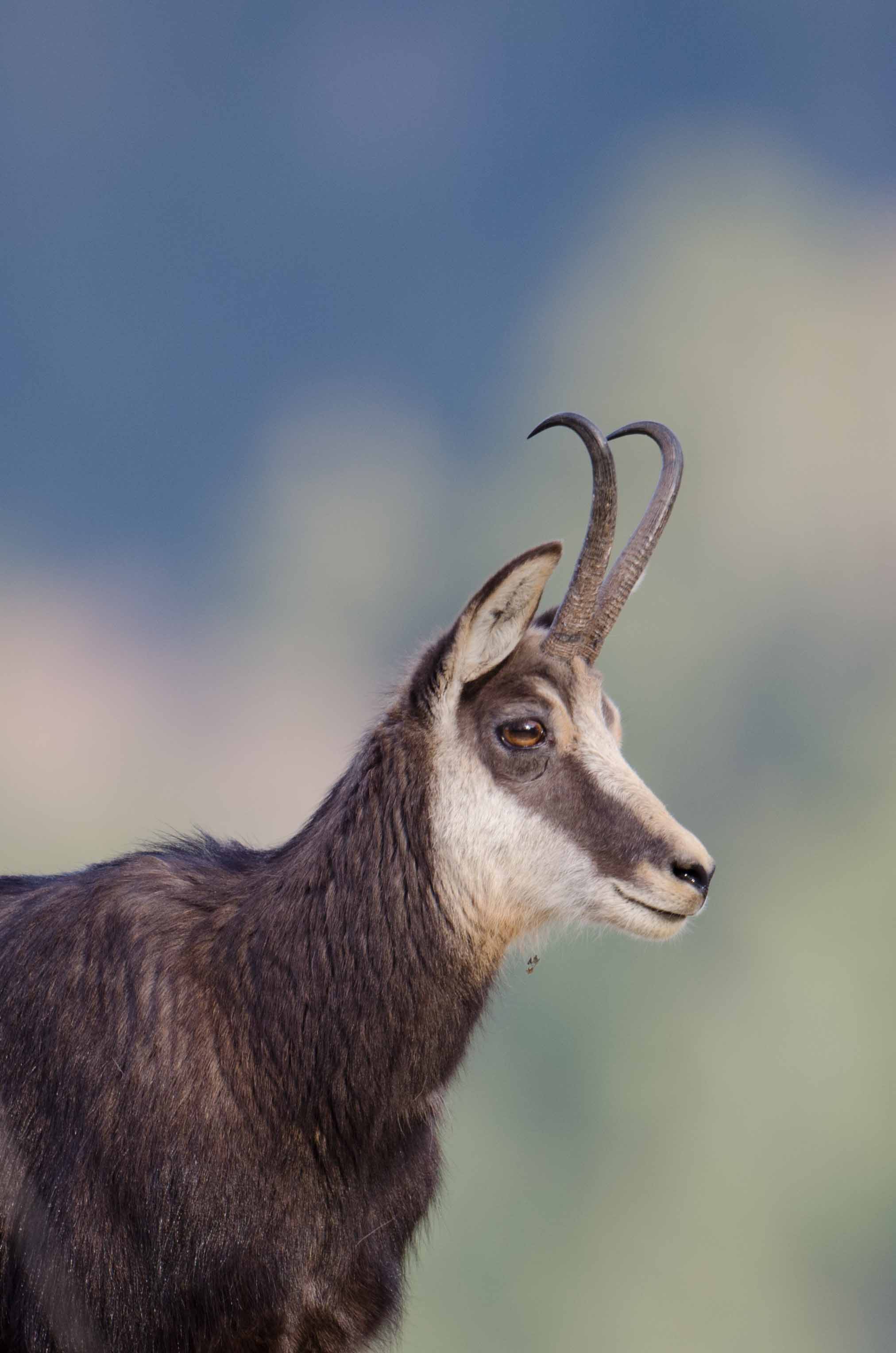 Chamois intrigué... - Spiga.ch - Photographies de nature