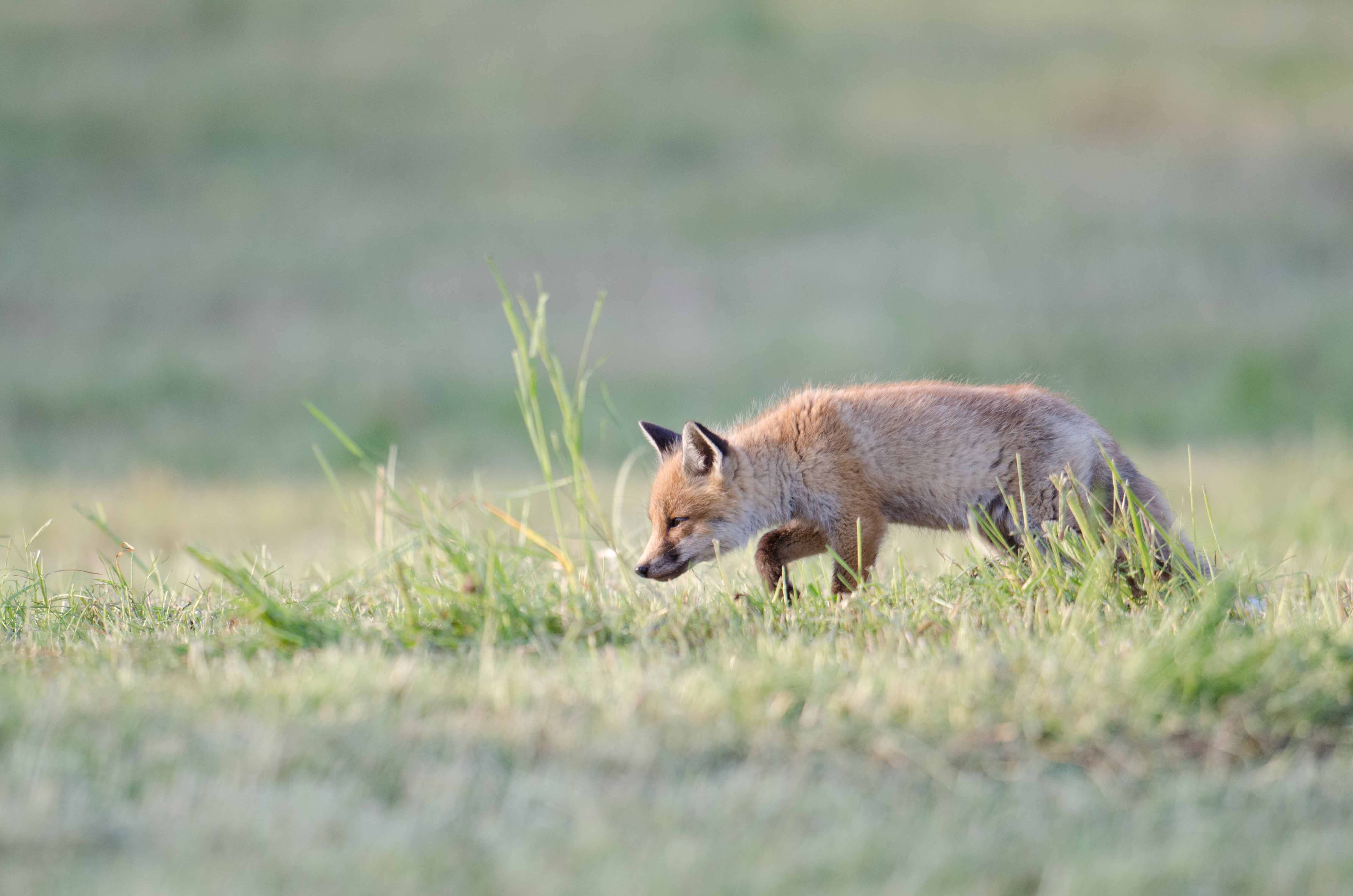 Renardeau à l’école des goupils - Spiga.ch - Photographies de nature