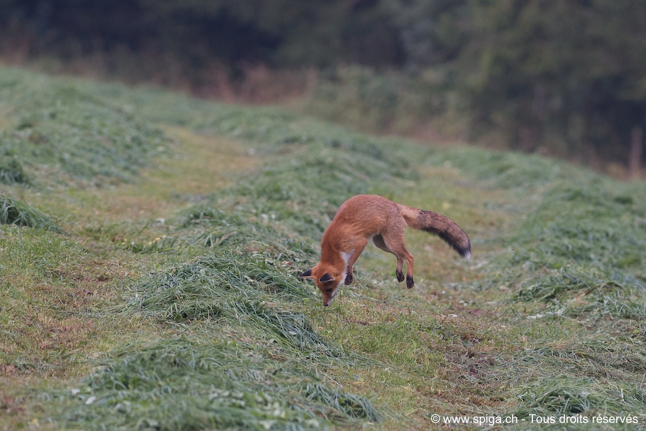 Renard a la chasse aux mulots... - Spiga.ch - Photographies de nature