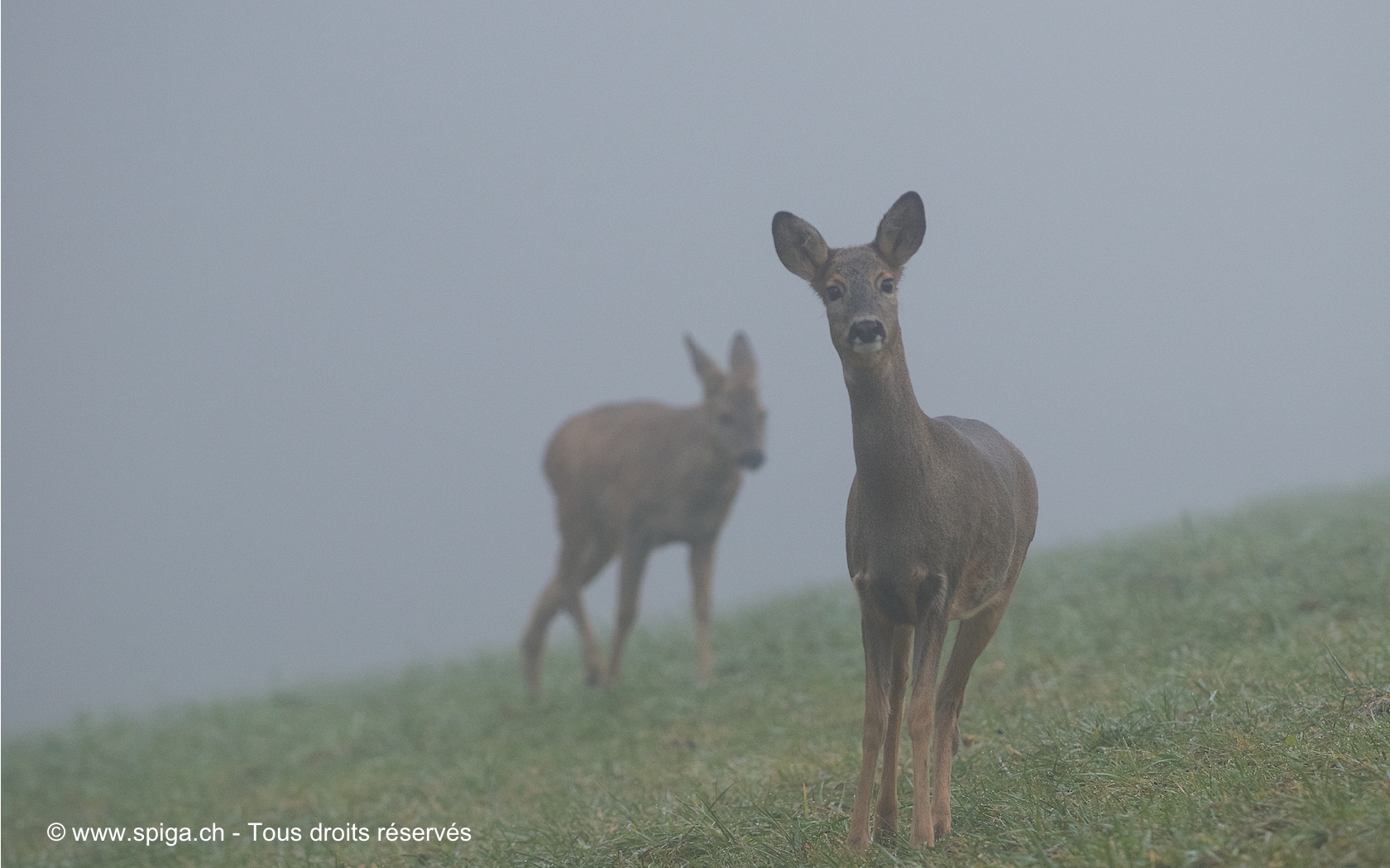 Chevreuils dans la brume matinale... - Spiga.ch - Photographies de nature