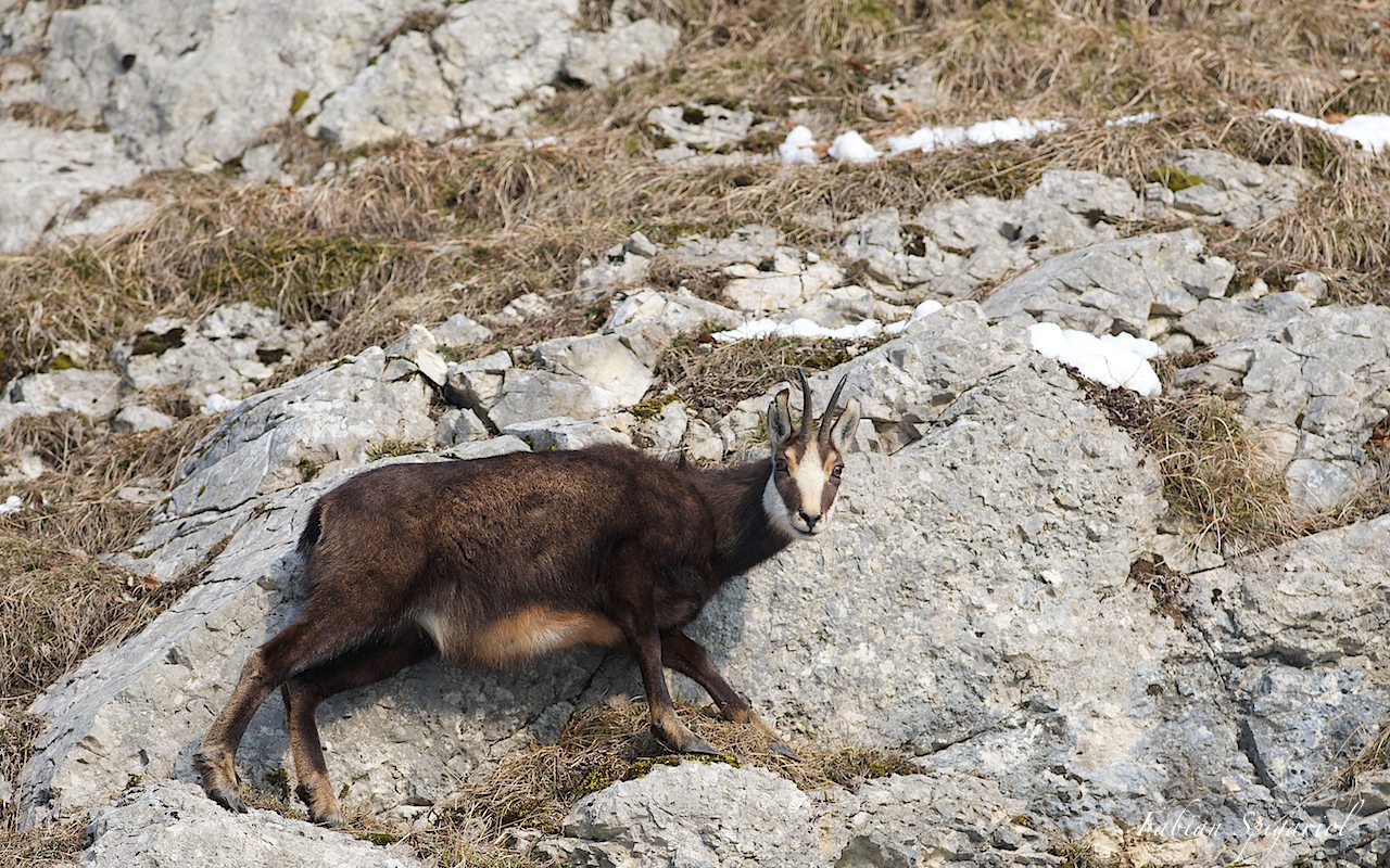 Chamois en robe d'hiver... - Spiga.ch - Photographies de nature