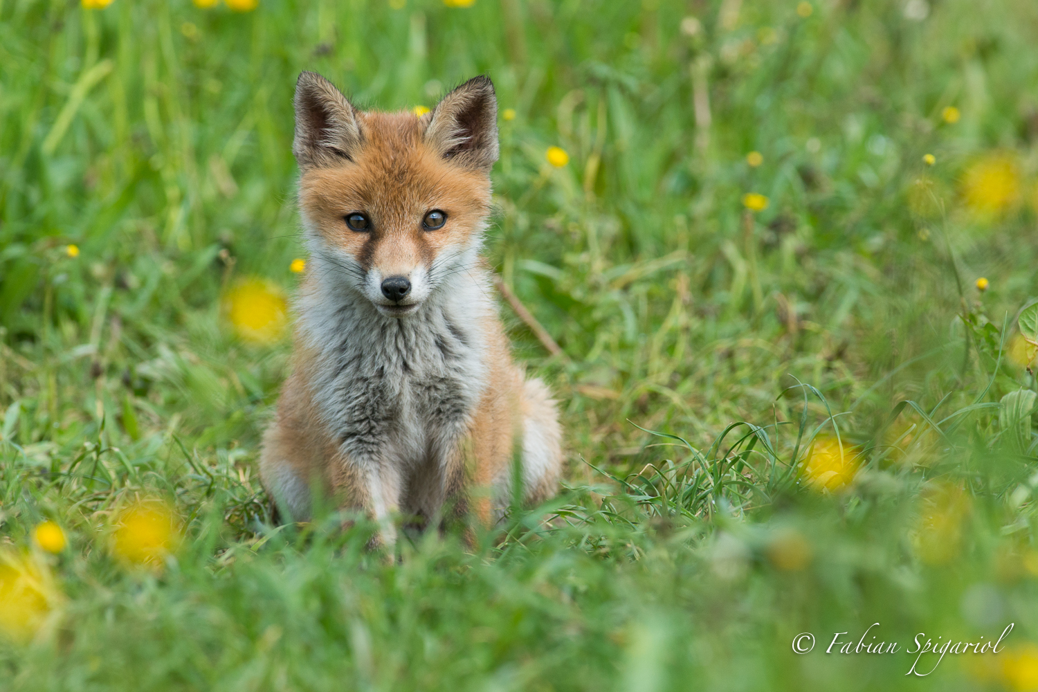 Renardeaux des champs (3) - Spiga.ch - Photographies de nature