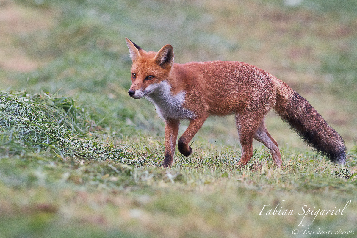 Renard roux - Spiga.ch - Photographies naturalistes du canton de Neuchâtel