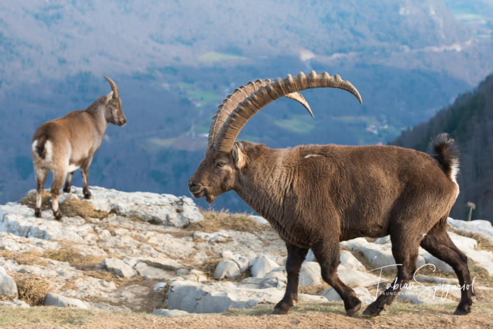 Bouquetin - Spiga.ch - Photographies naturalistes du canton de Neuchâtel