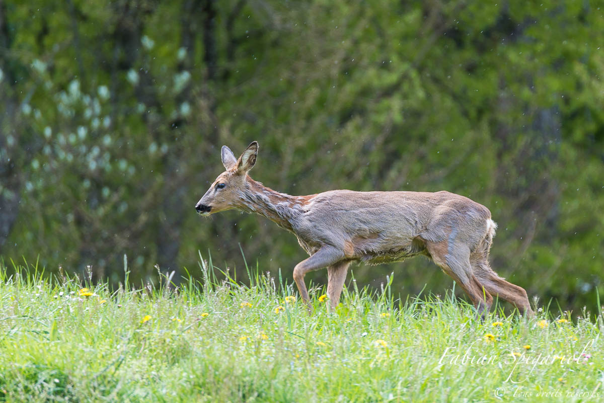 Chevreuil - Spiga.ch - Photographies naturalistes du canton de Neuchâtel