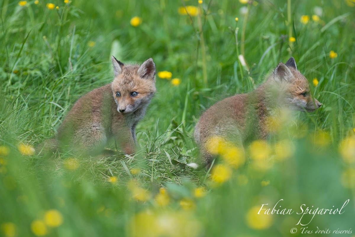 Renard roux - Spiga.ch - Photographies naturalistes du canton de Neuchâtel