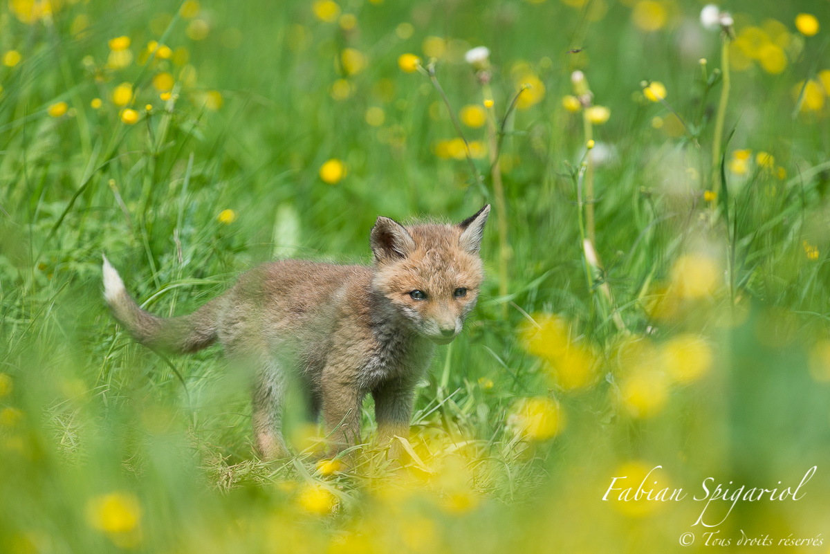Renard roux - Spiga.ch - Photographies naturalistes du canton de Neuchâtel