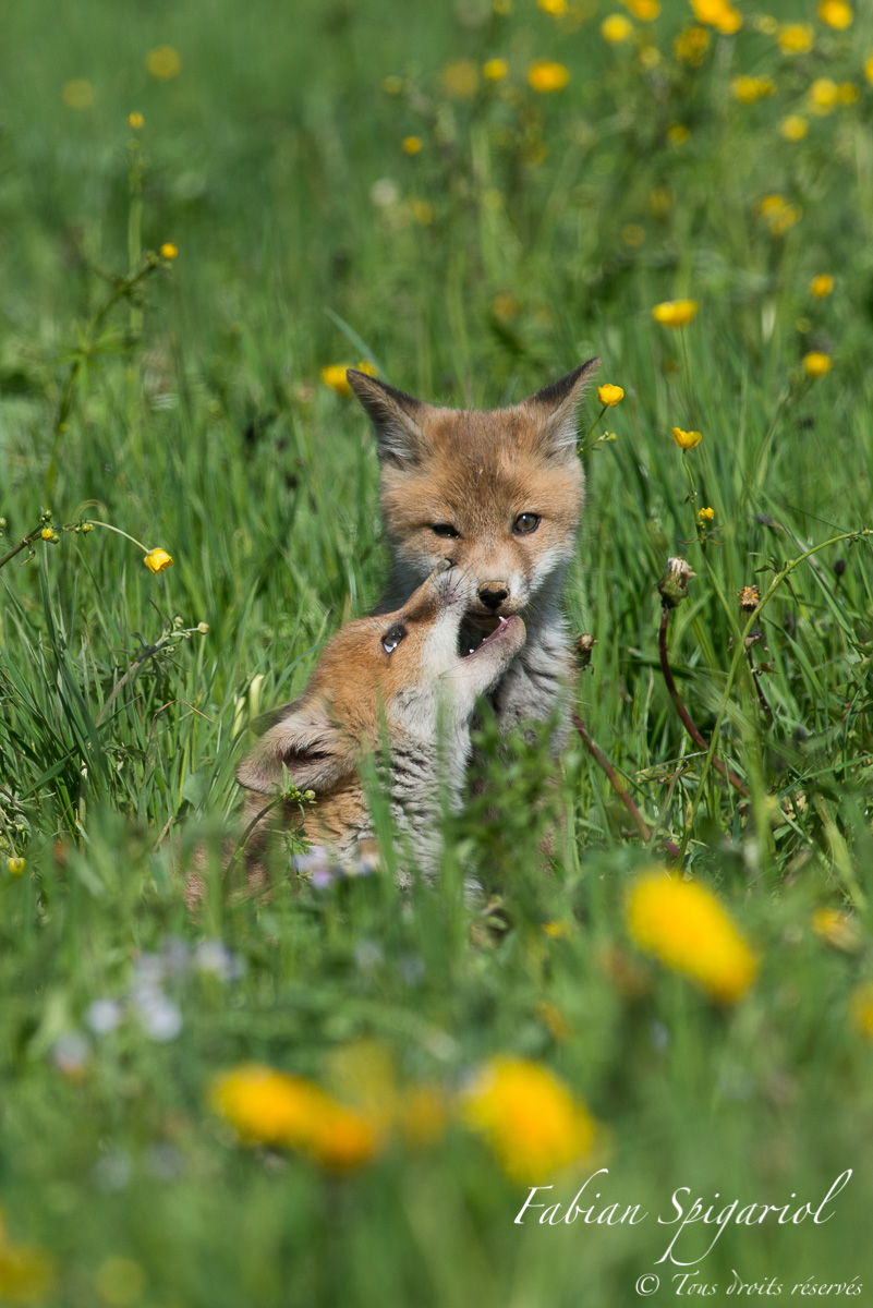 Renard roux - Spiga.ch - Photographies naturalistes du canton de Neuchâtel