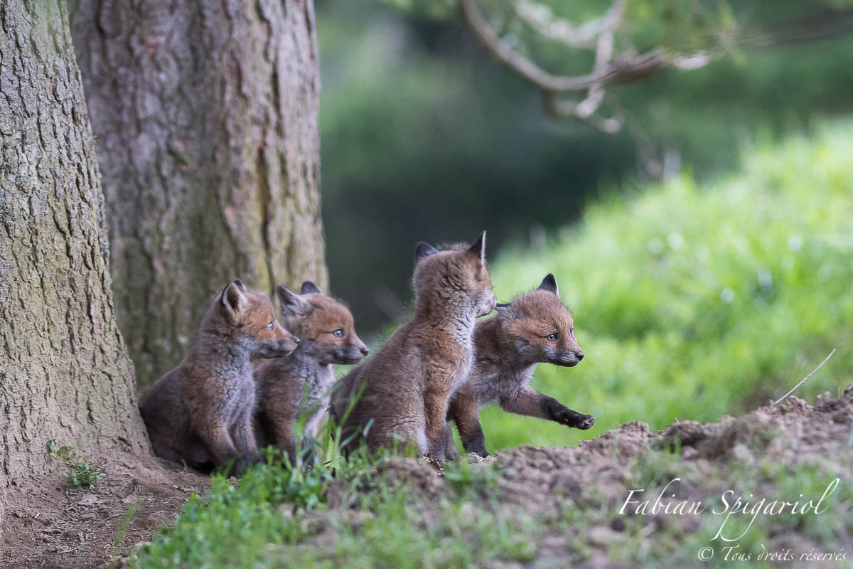 Renard roux - Spiga.ch - Photographies naturalistes du canton de Neuchâtel