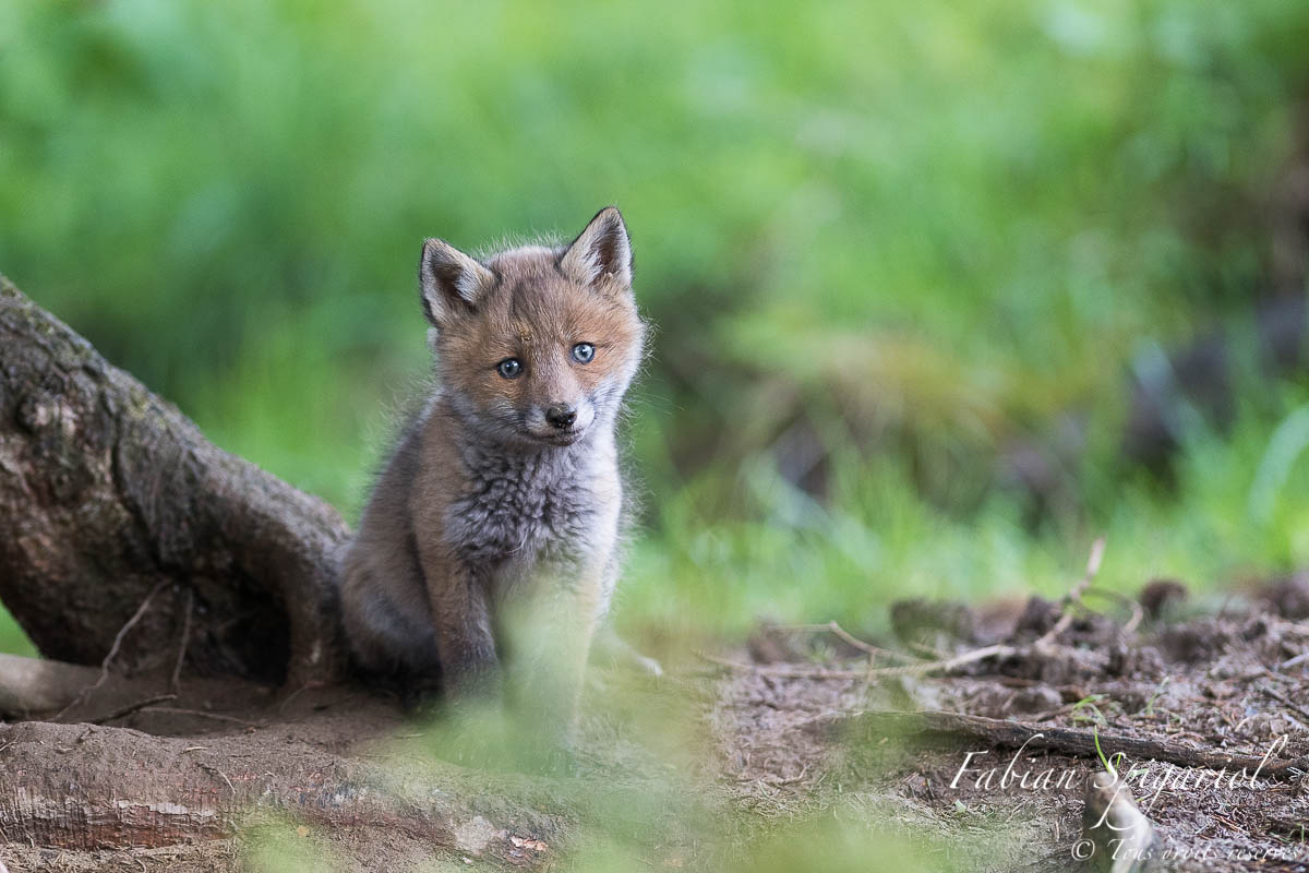 Renard roux - Spiga.ch - Photographies naturalistes du canton de Neuchâtel
