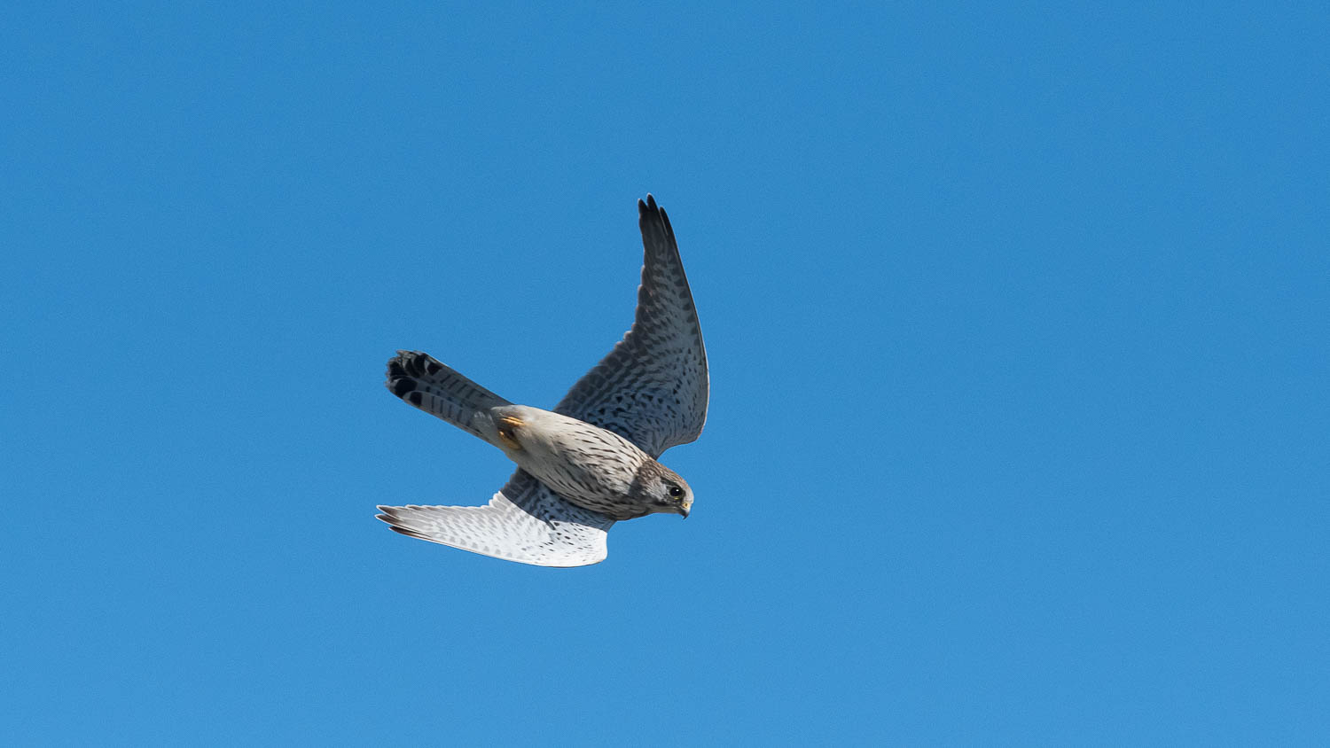 F/A (Faucon/Ailé) 18 survolant le Val-de-Travers... - Spiga.ch ...