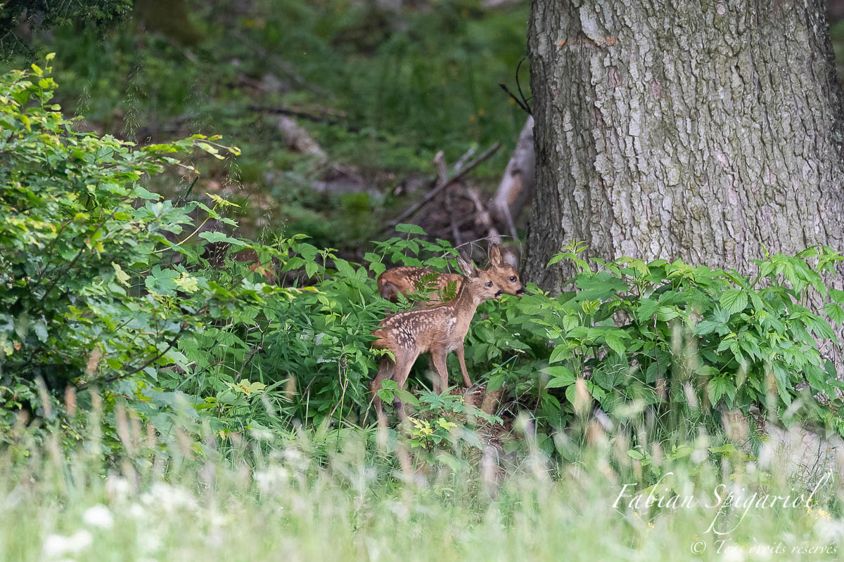 Chevrette et ses faons en lisière de forêt - Spiga.ch - Photographies ...