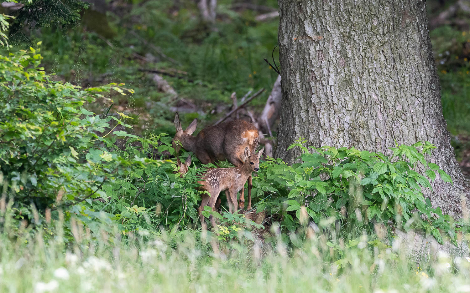 Chevrette et ses faons en lisière de forêt - Spiga.ch - Photographies ...