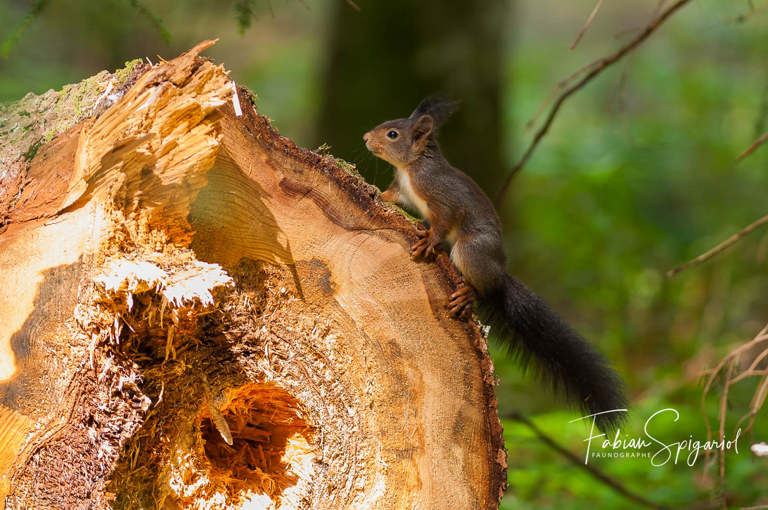 Ecureuil roux - Spiga.ch - Photographies naturalistes du canton de ...
