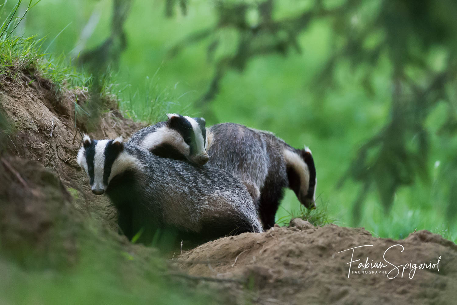 Blaireau - Portfolio présentant les meilleures images
