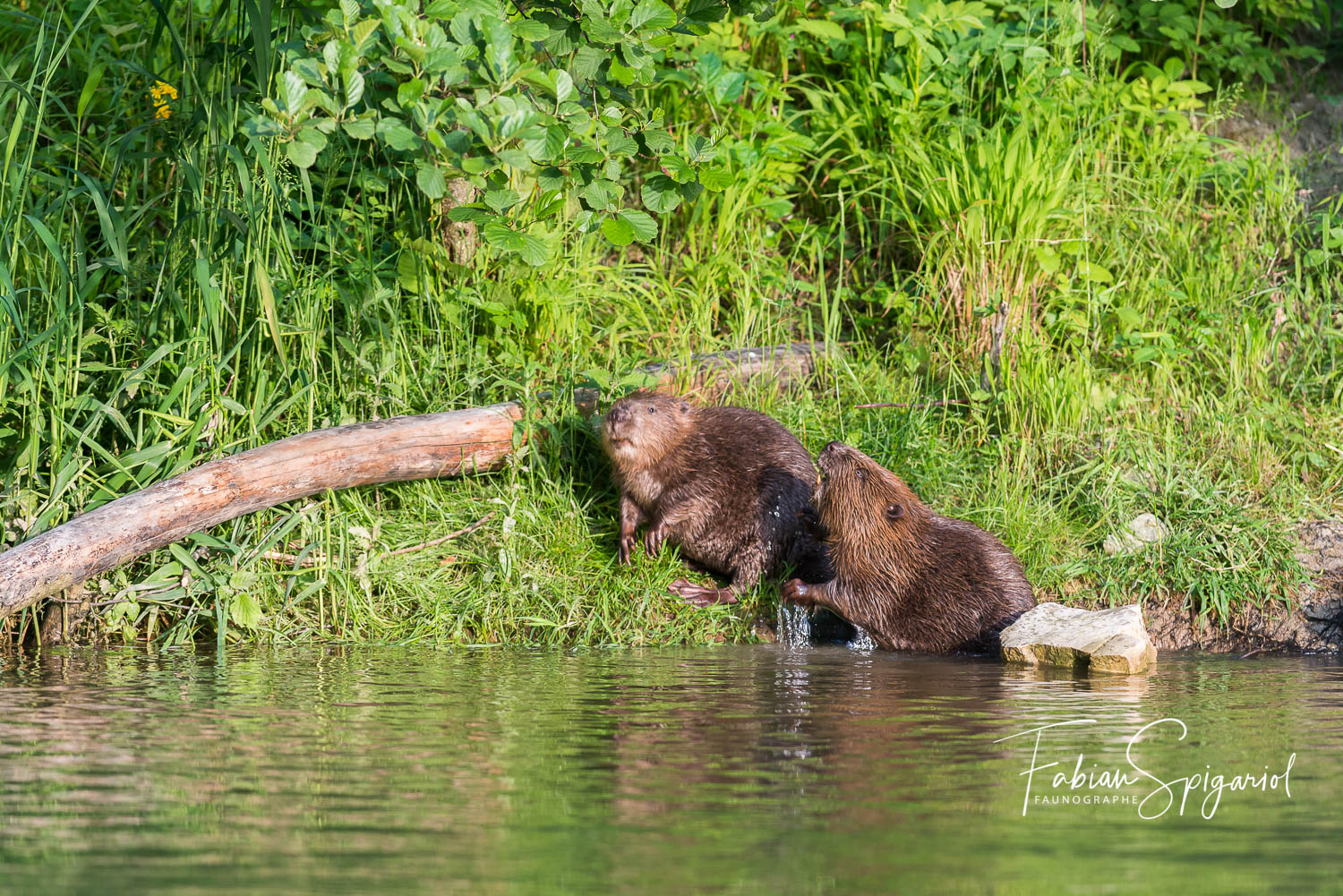 Castor - Spiga.ch - Photographies naturalistes du canton de Neuchâtel