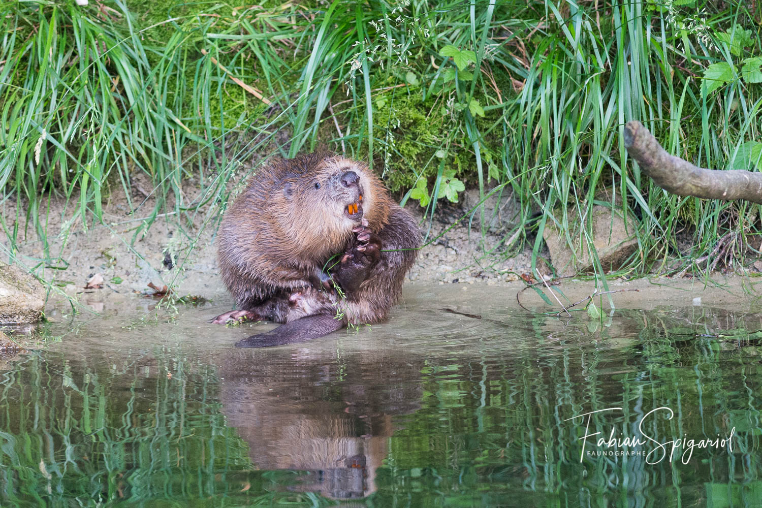 Castor - Spiga.ch - Photographies naturalistes du canton de Neuchâtel