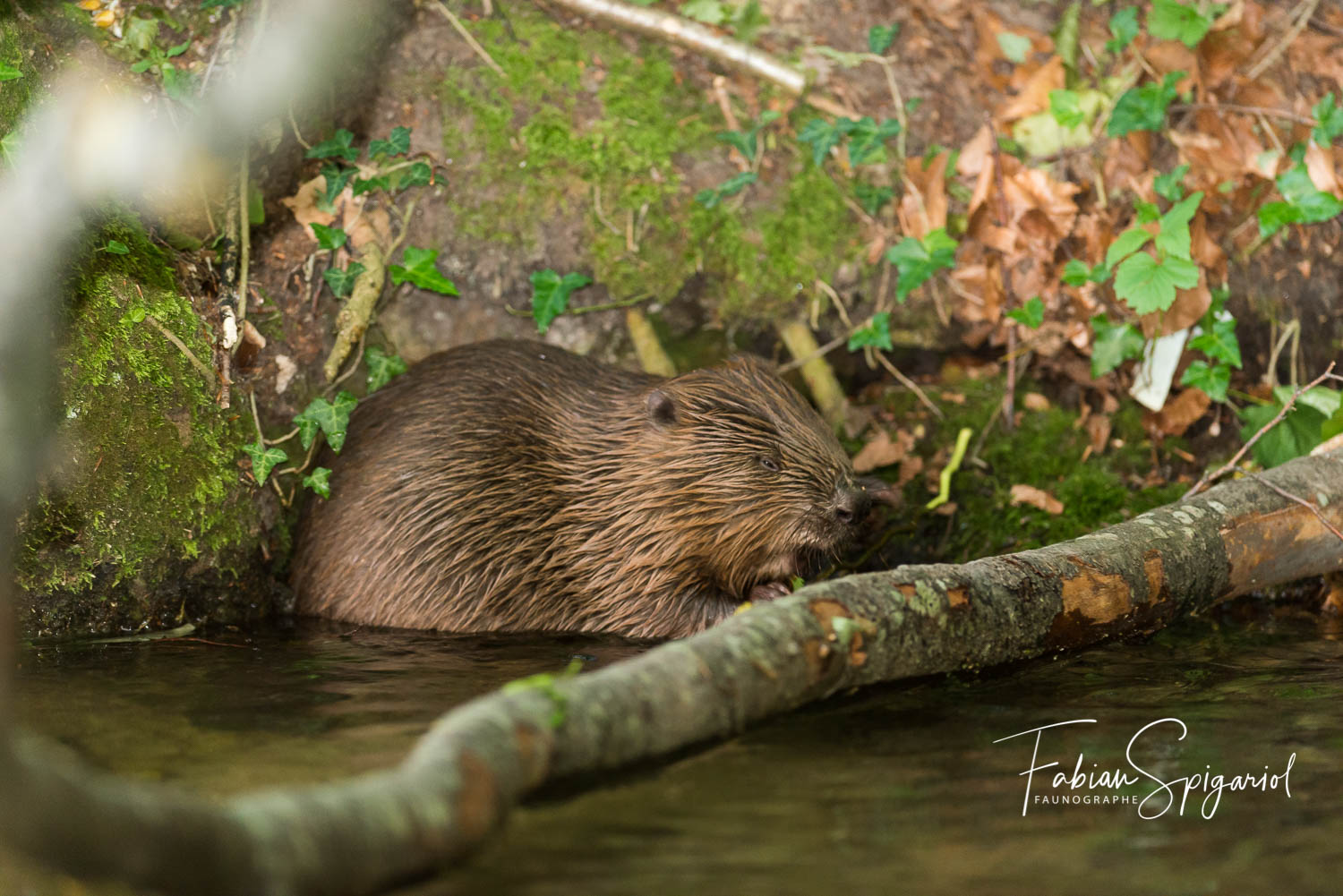 Castor - Spiga.ch - Photographies naturalistes du canton de Neuchâtel