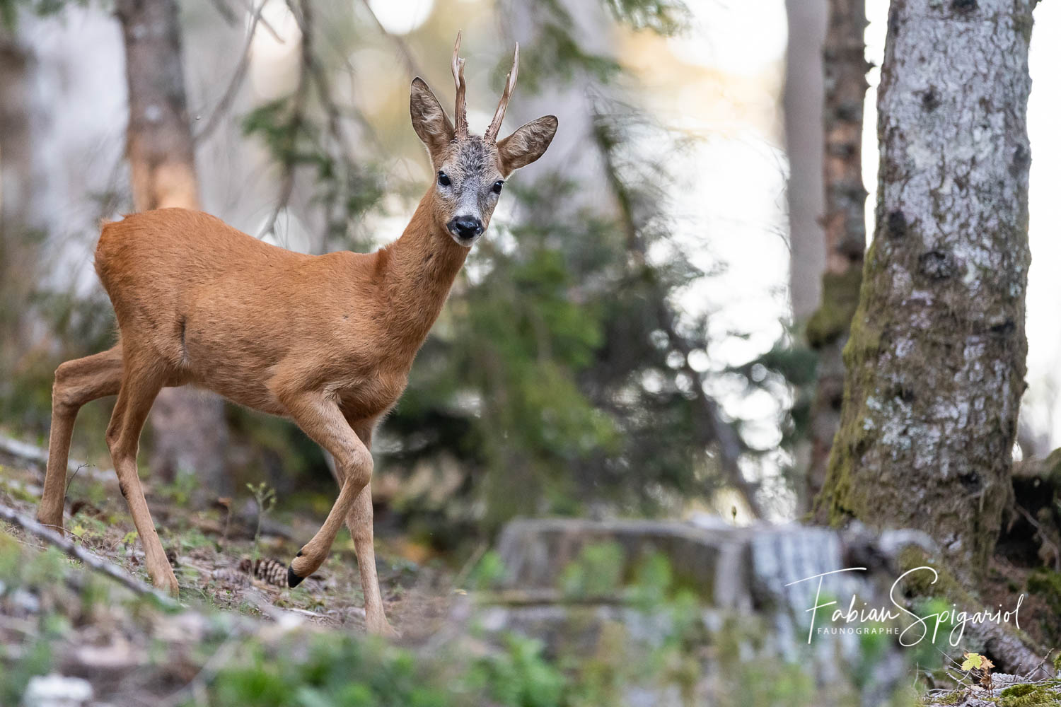 Chevreuil - Spiga.ch - Photographies naturalistes du canton de Neuchâtel