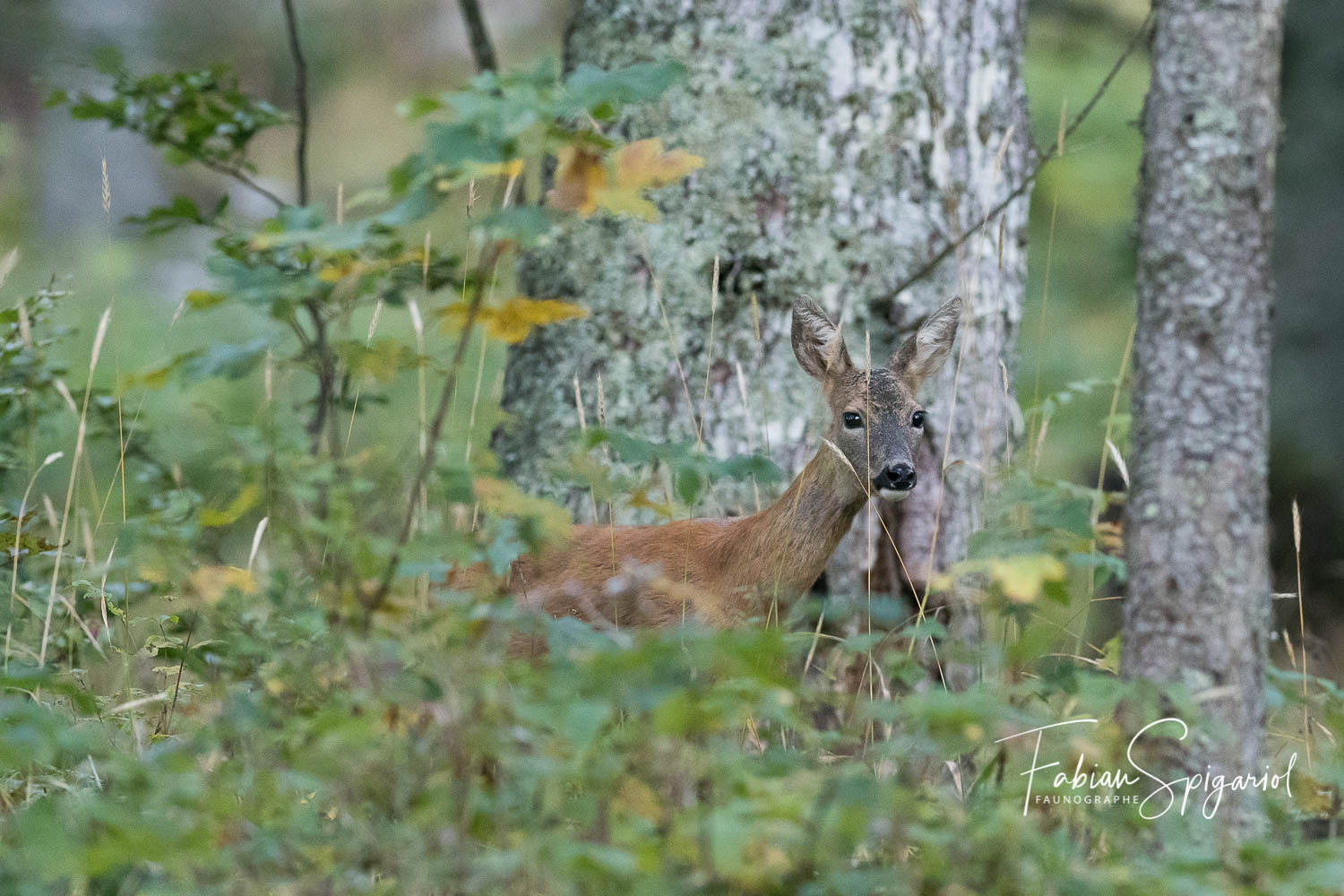 Chevreuil - Spiga.ch - Photographies naturalistes du canton de Neuchâtel