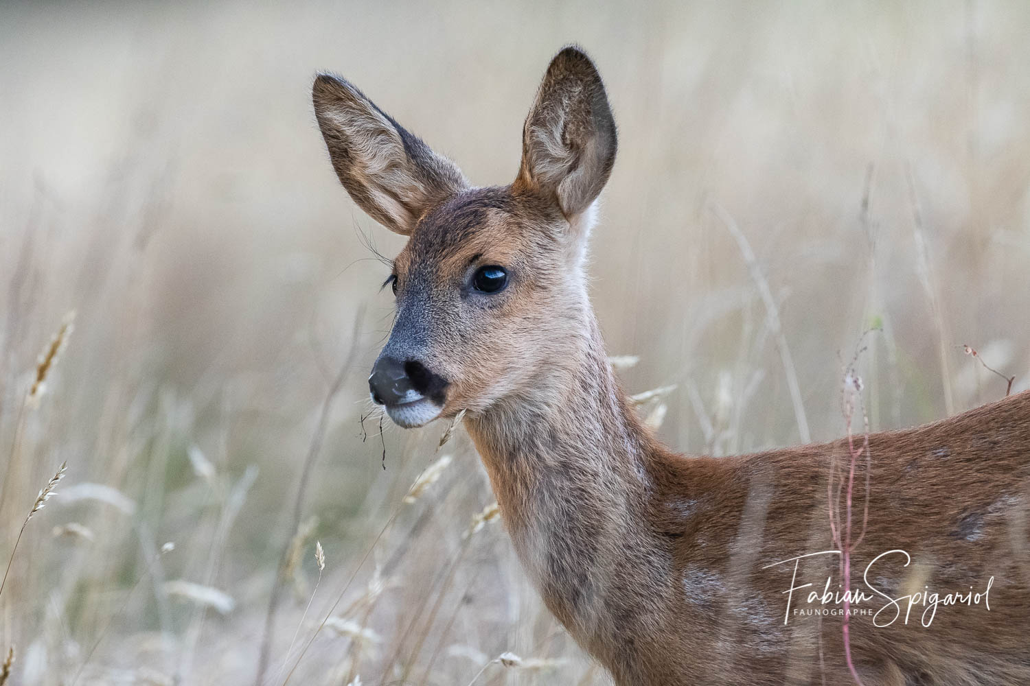 Chevreuil - Spiga.ch - Photographies naturalistes du canton de Neuchâtel
