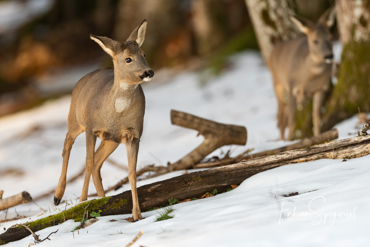 Chevrette en sous-bois - Spiga.ch - Photographies de nature