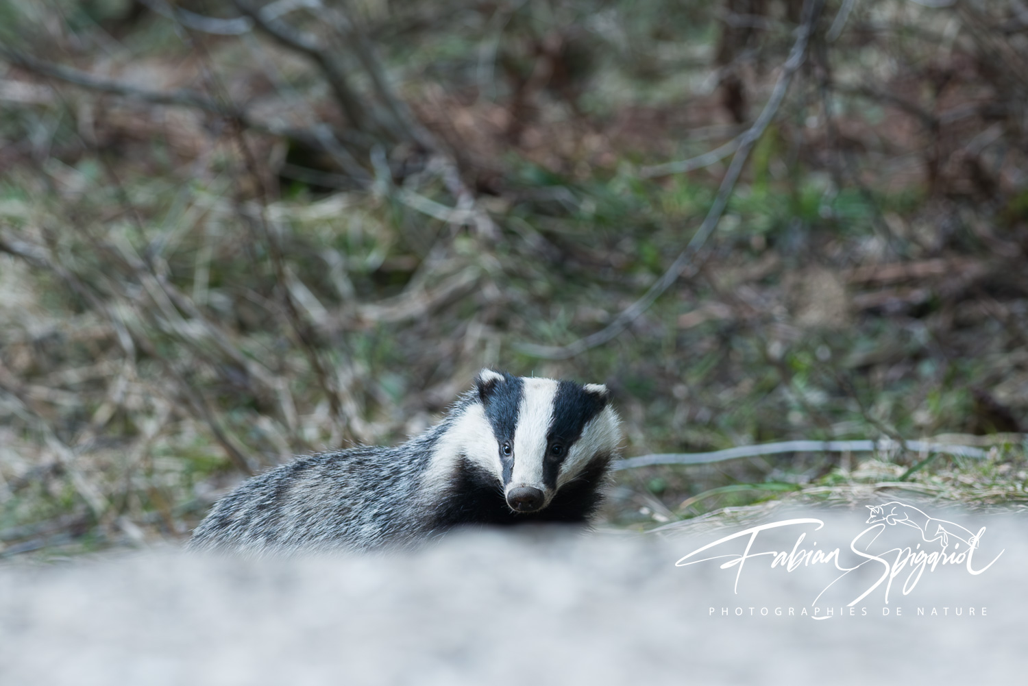 Blaireau - Portfolio présentant les meilleures images