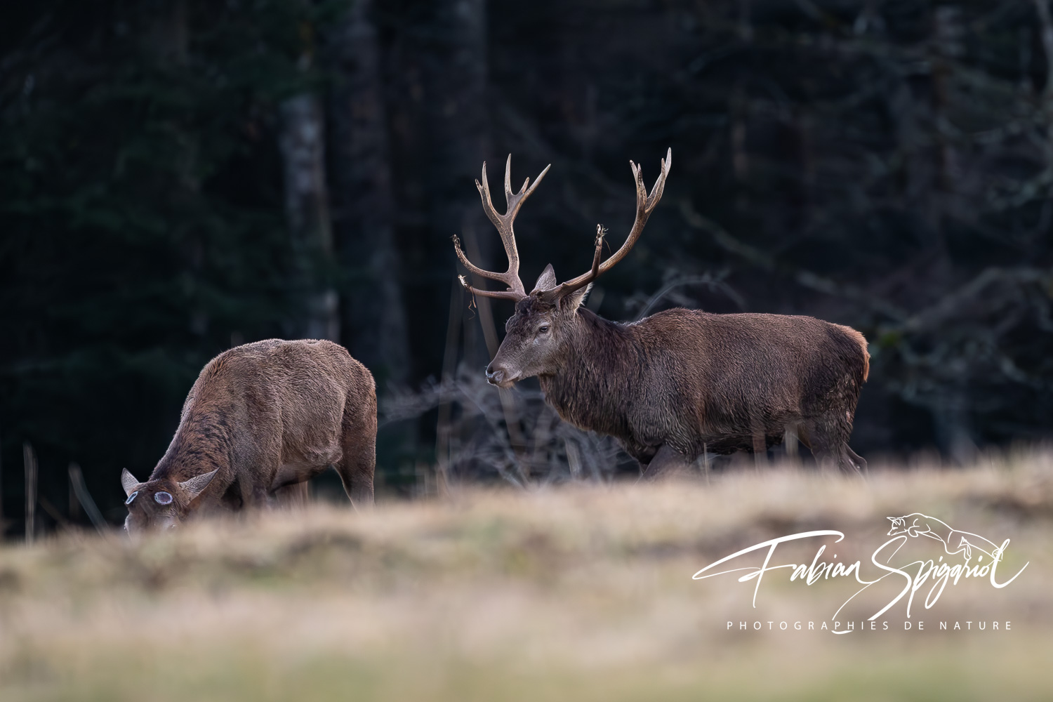 Cerf - Spiga.ch - Photographies de nature
